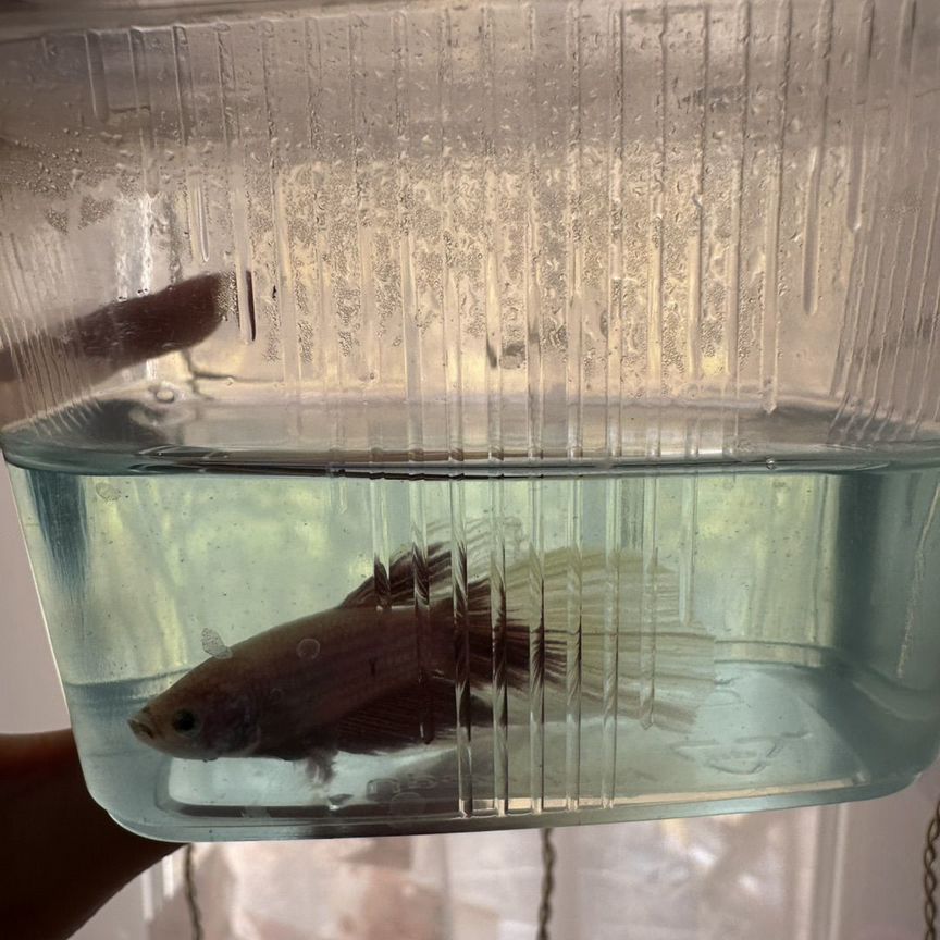 Рыба петушок самец