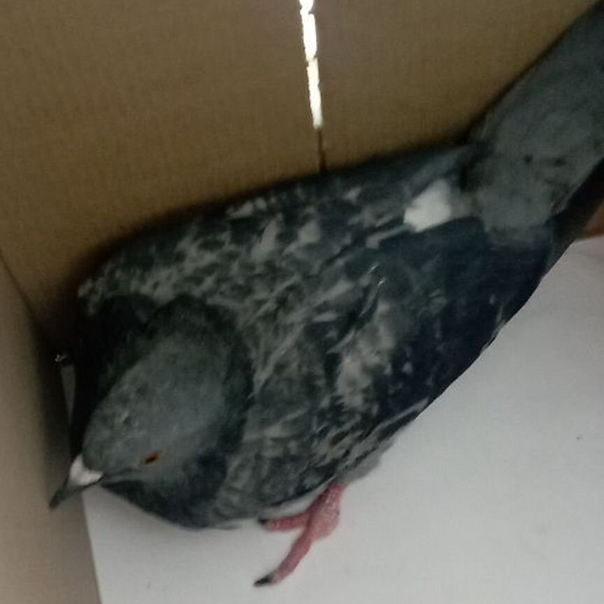 Голубь с подрезанным крылом