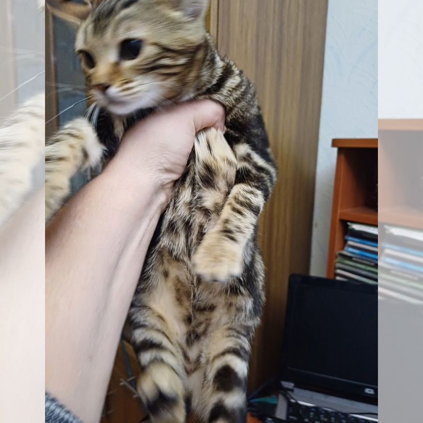 Чистокровные бенгальские котята разного пола
