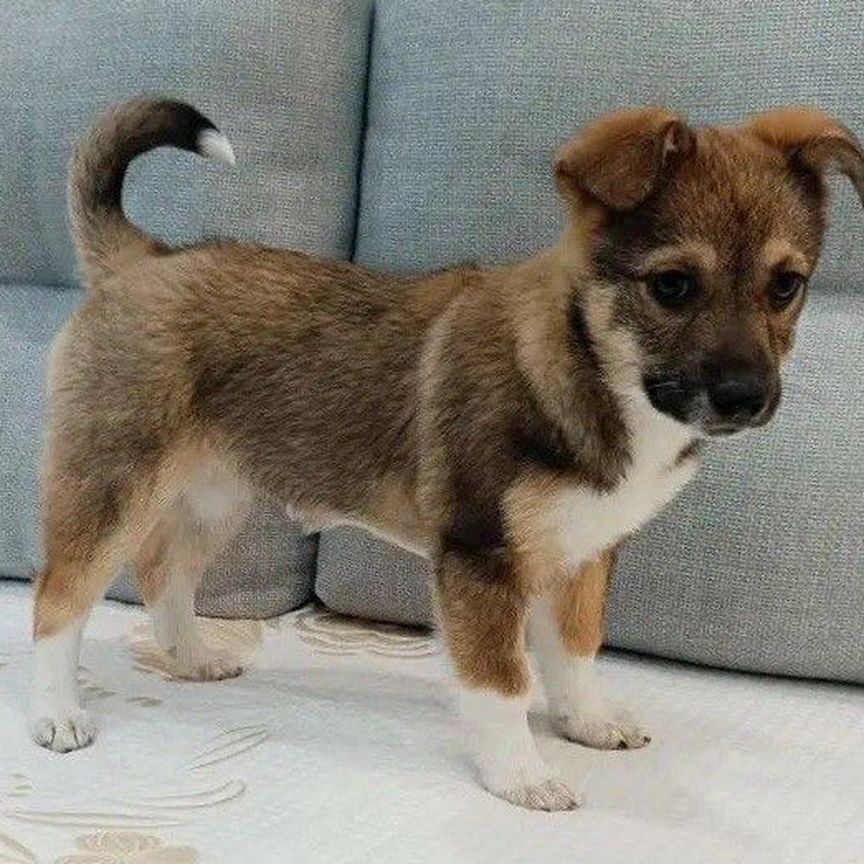 Щенок в добрые руки