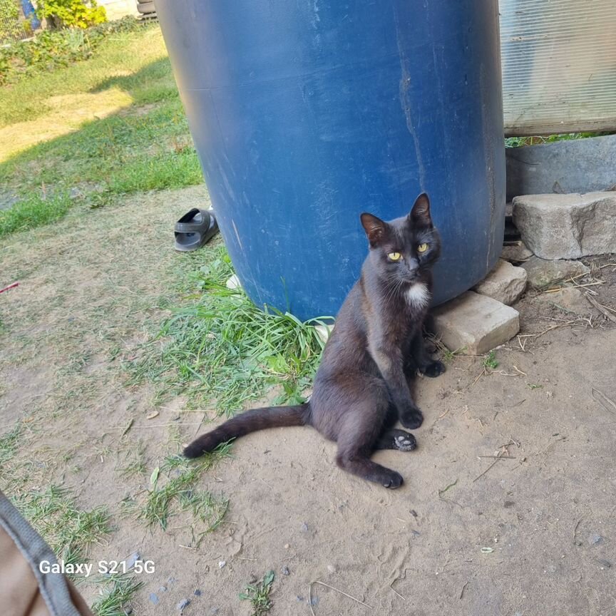 Кот нуждается в передержке