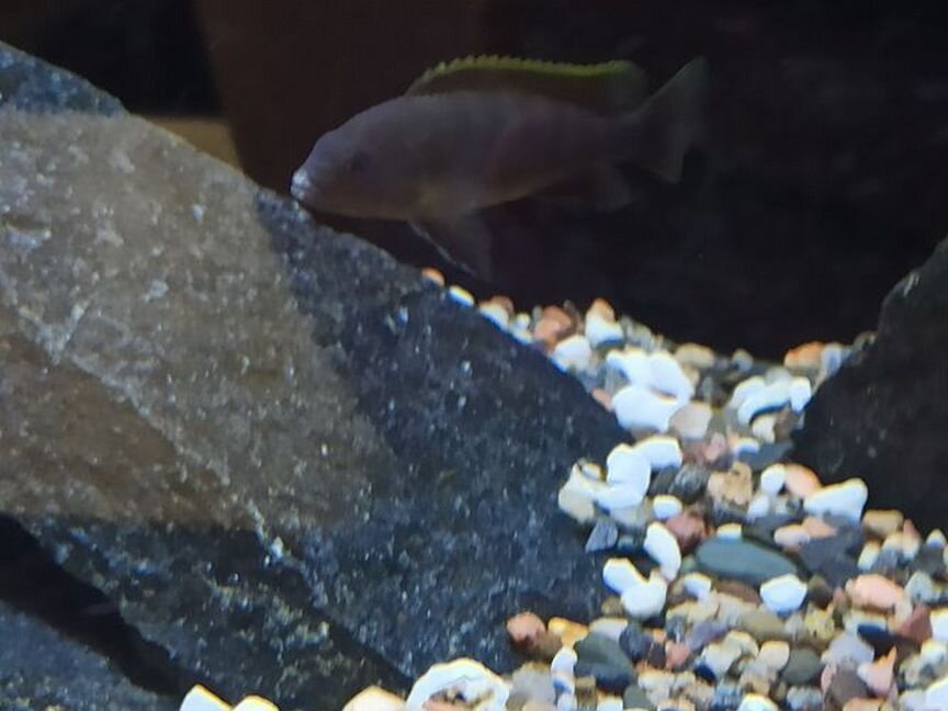 Малавийская цихлида