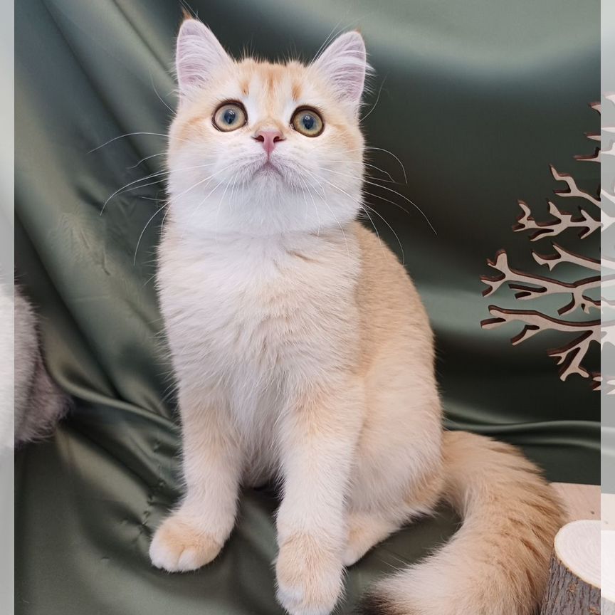 Британский короткошёрстный котёнок