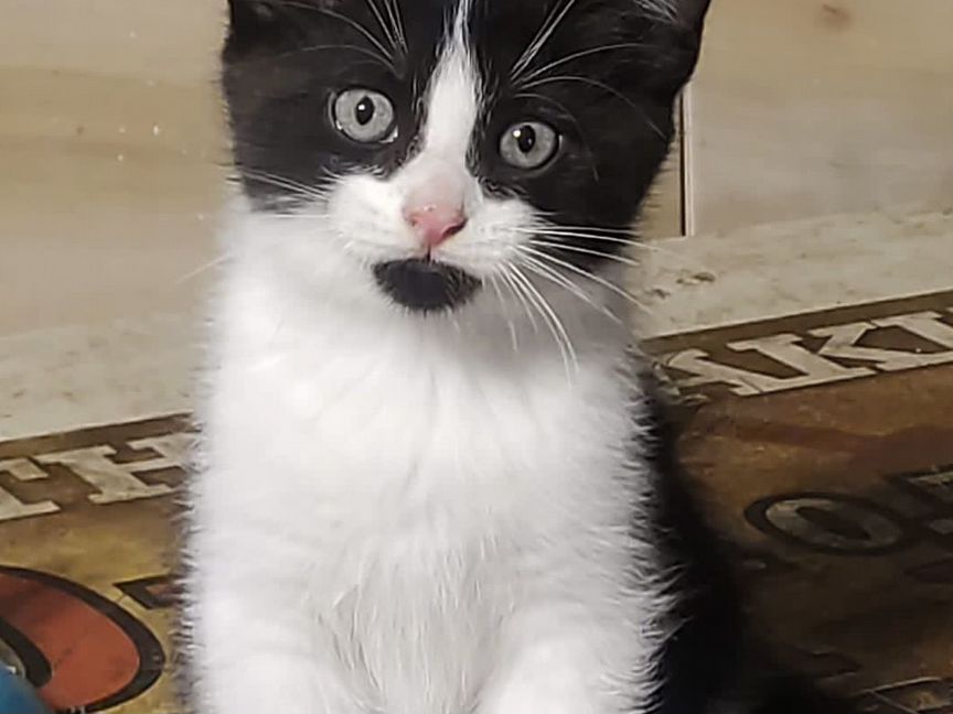 Котёнок Денди в фраке