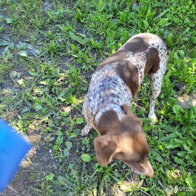 Найдена собака Курцхаар