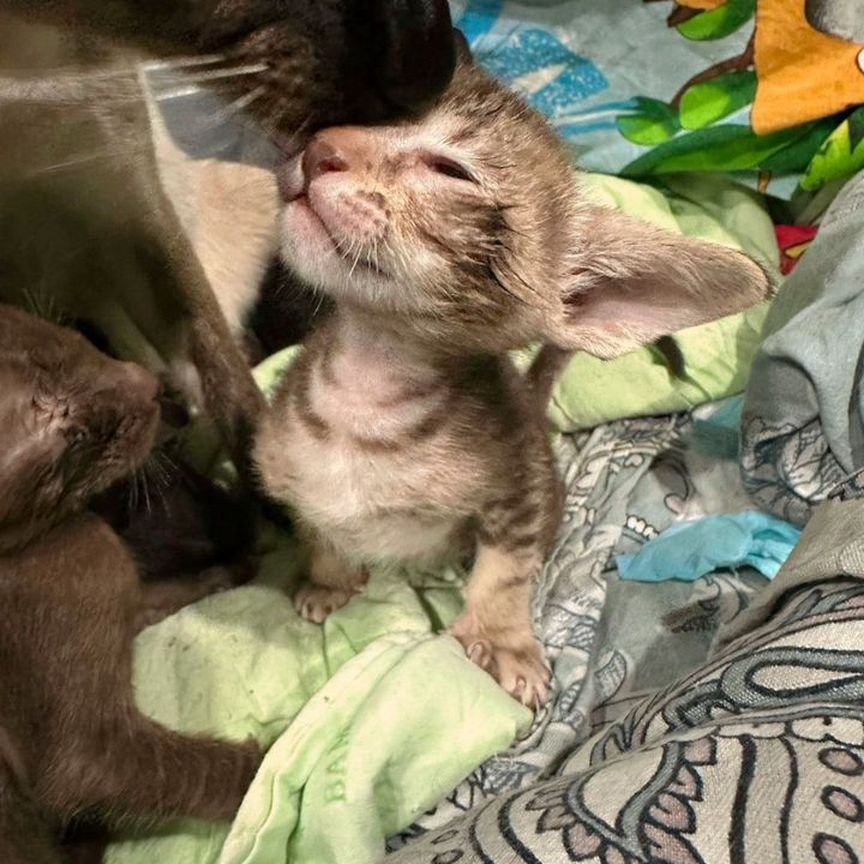 Ориентальные котята