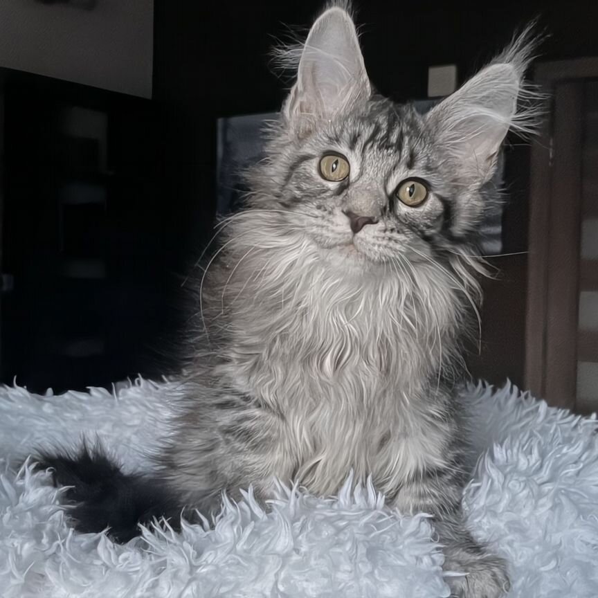 Мейн-кун котёнок