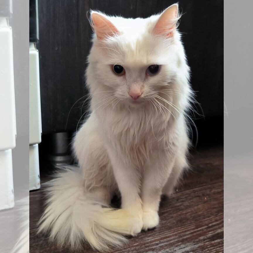 Кошка порода ангора