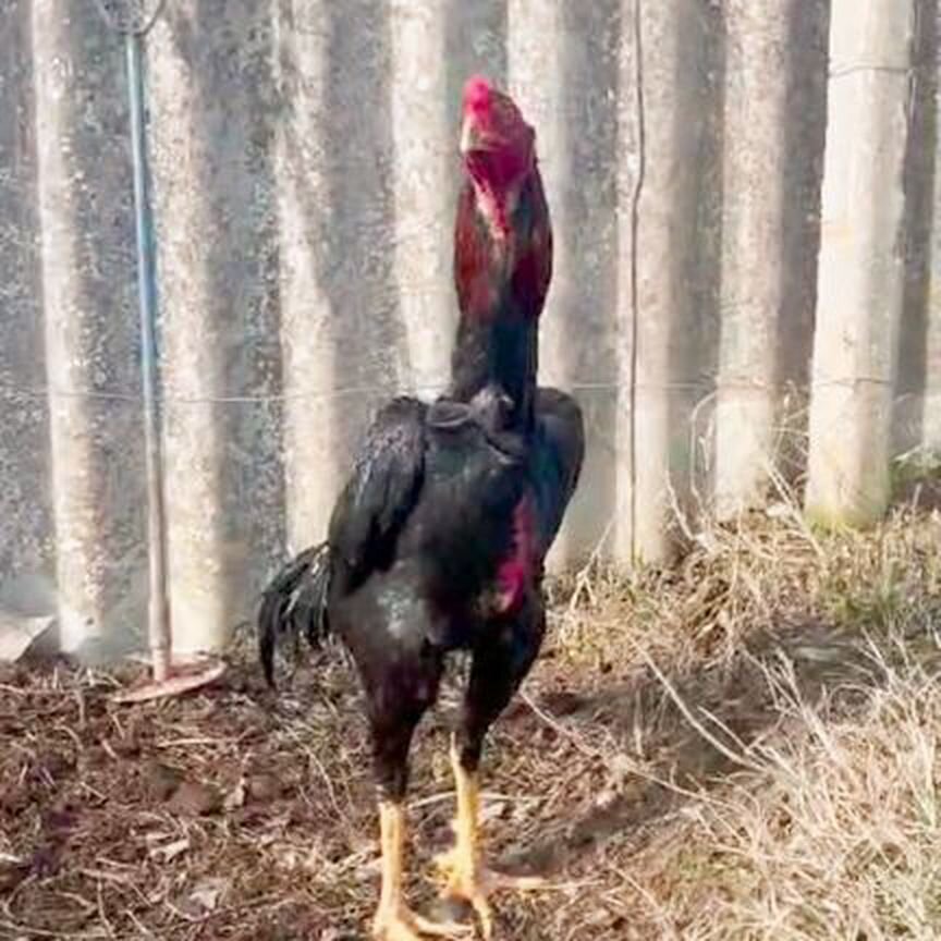 Бойцовый петух