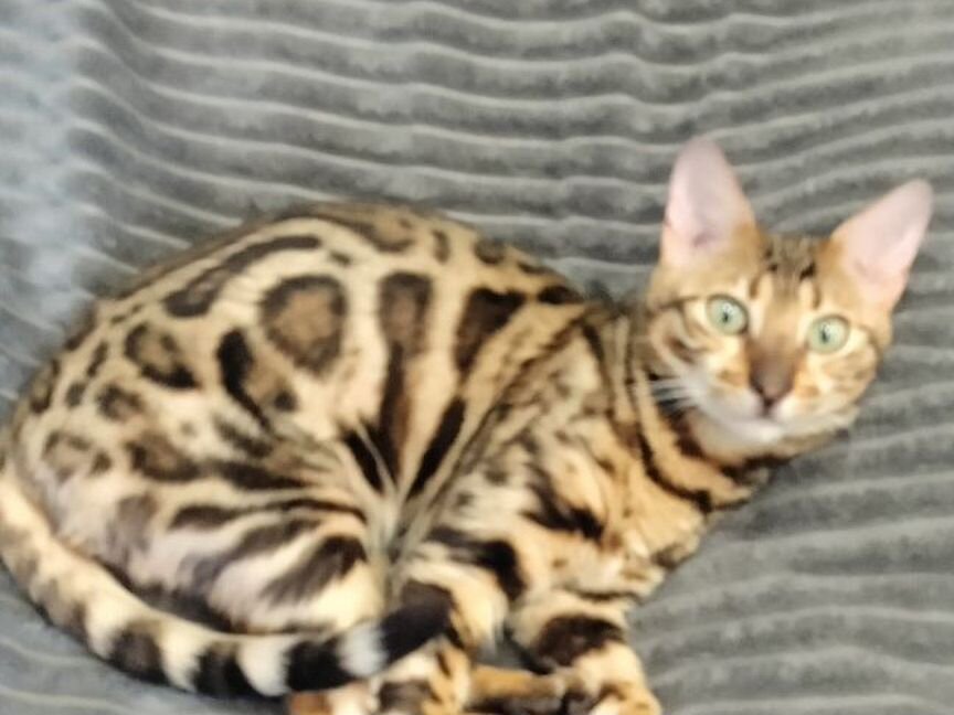 Бенгальская кошка