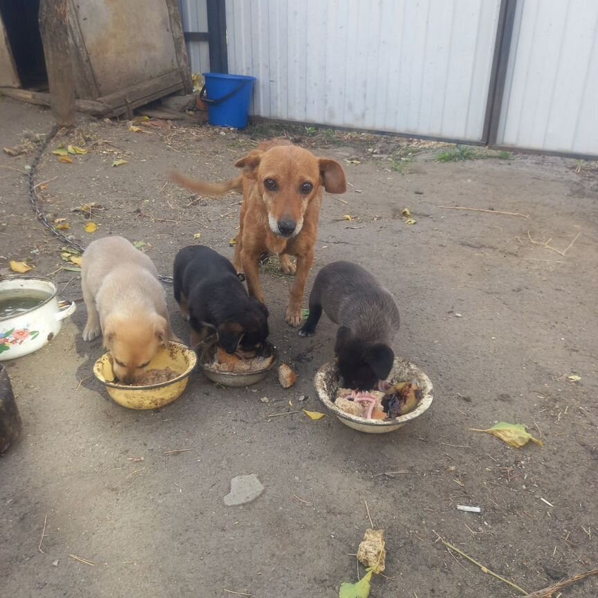 Маленькие двортер еры