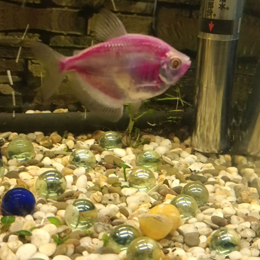 Рыба Теренция