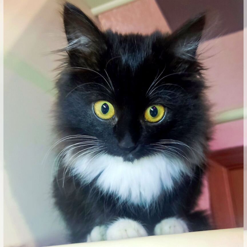 Котёнок в добрые руки