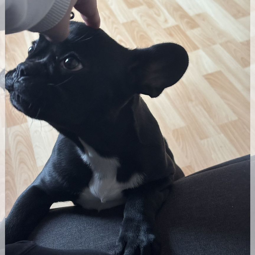 Французский бульдог, щенок