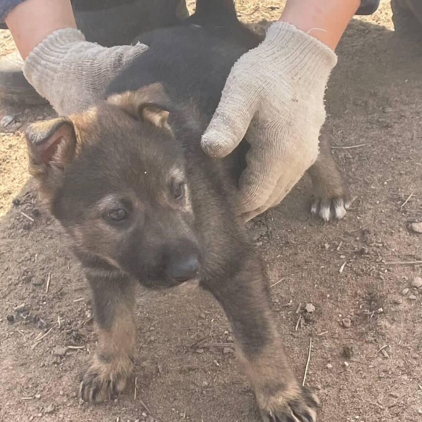 Щенки от лайки