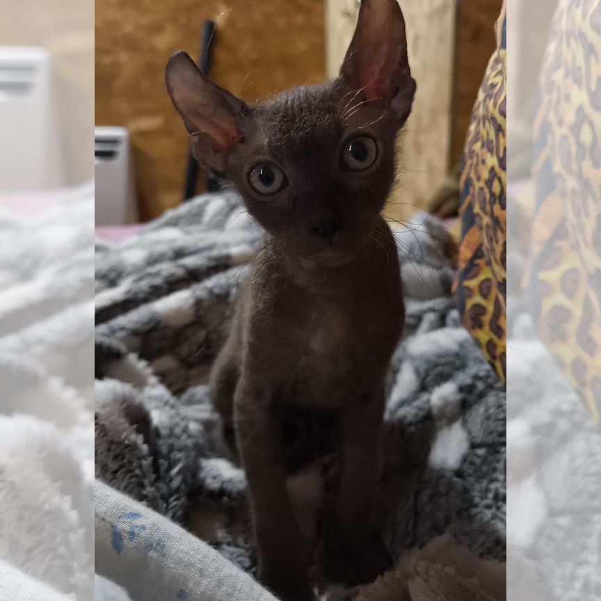 Канадский сфинкс котёнок