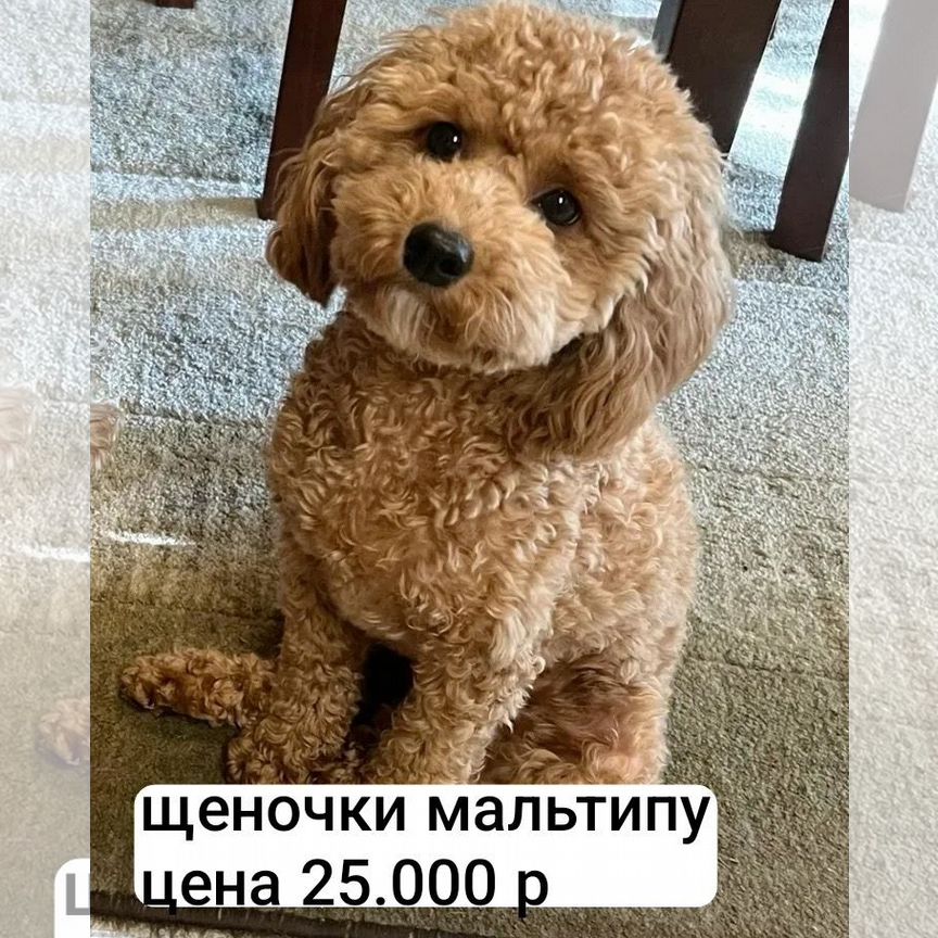 Щенок в добрые руки