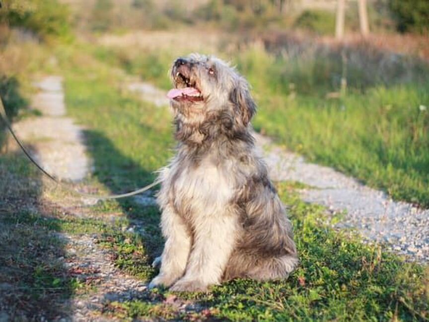 Собака в добрые руки