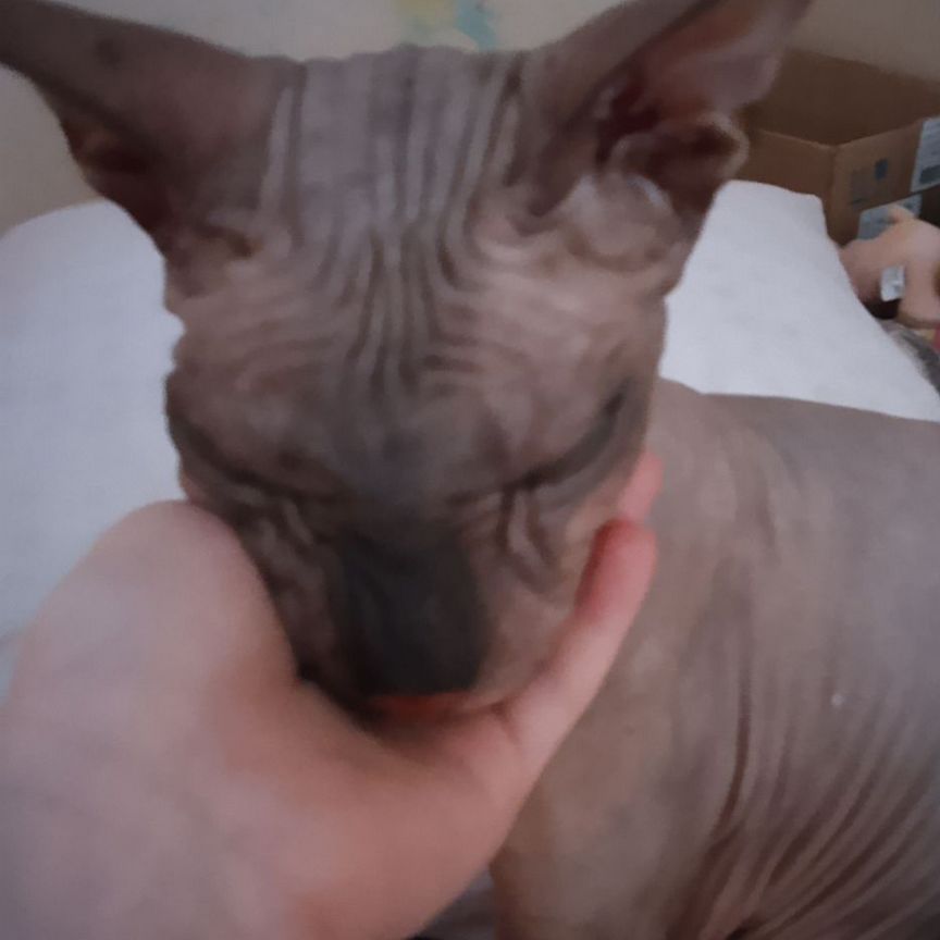 Донской сфинкс