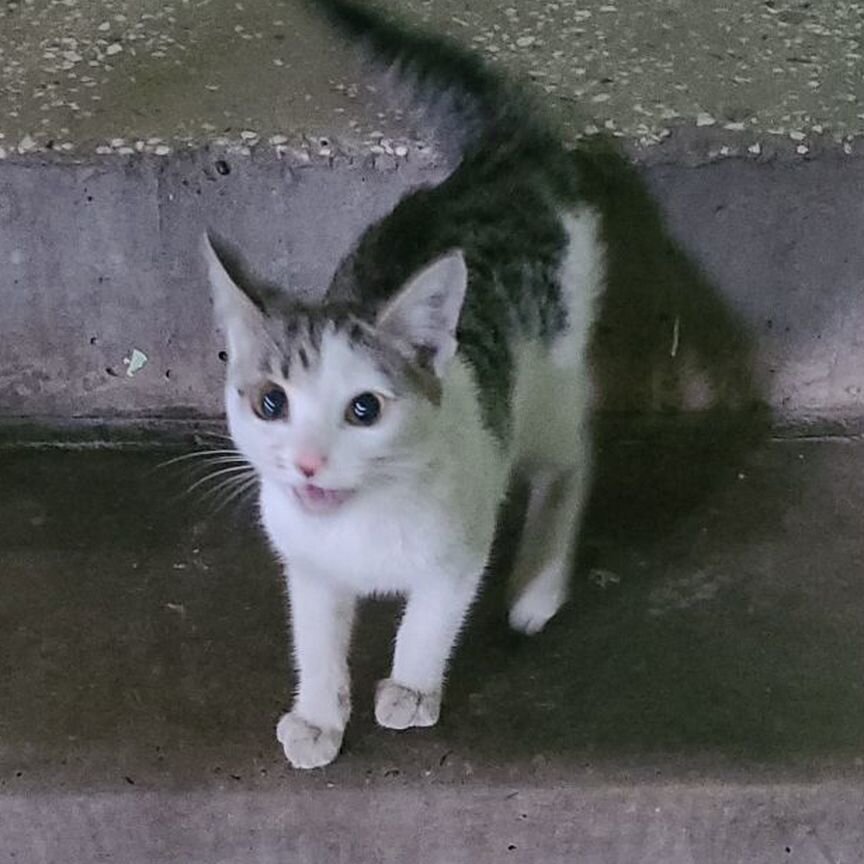 Котёнок в добрые руки