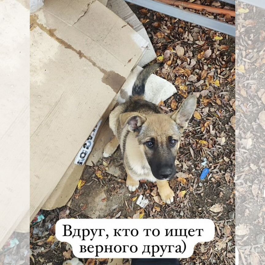 Щенок в добрые руки