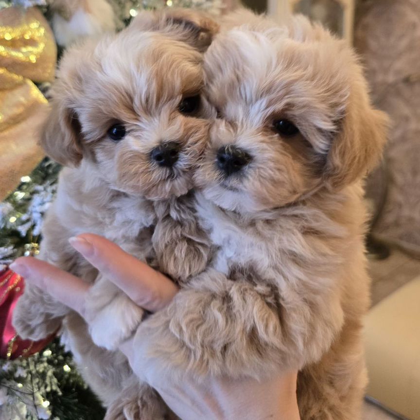 Мальтипу, щенок