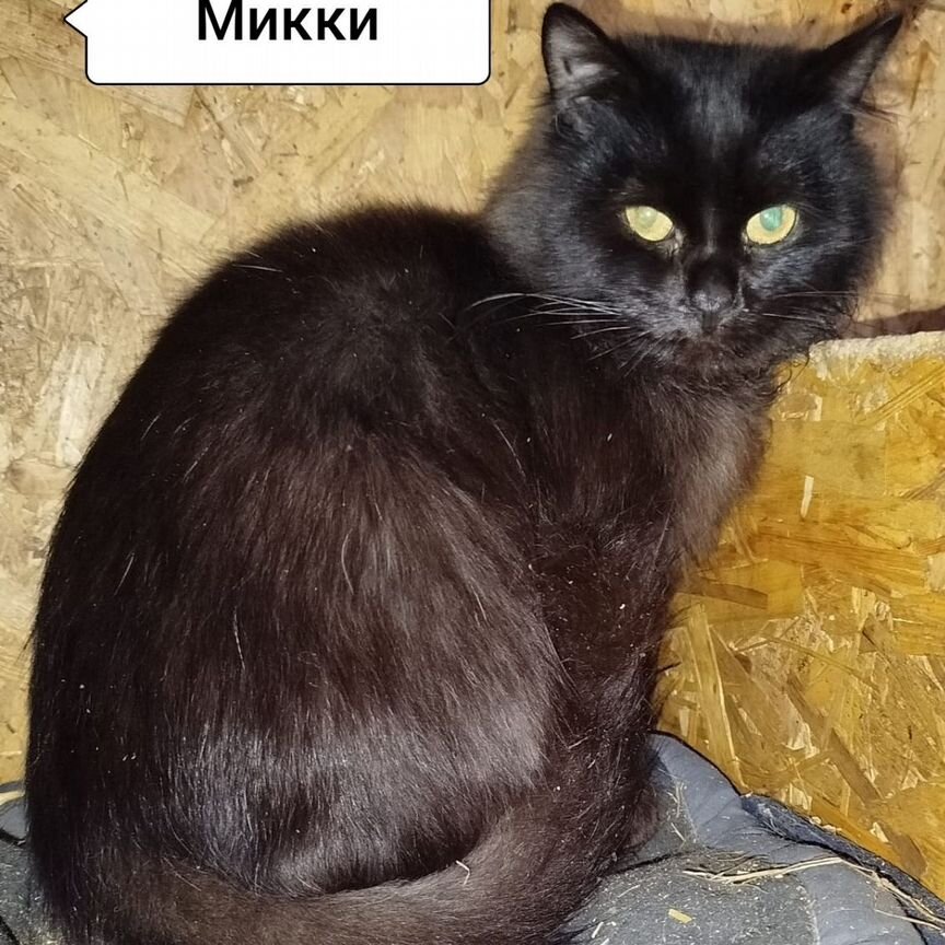Кошки