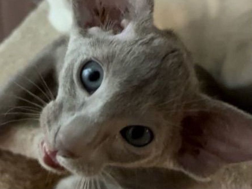 Ориентальные котята