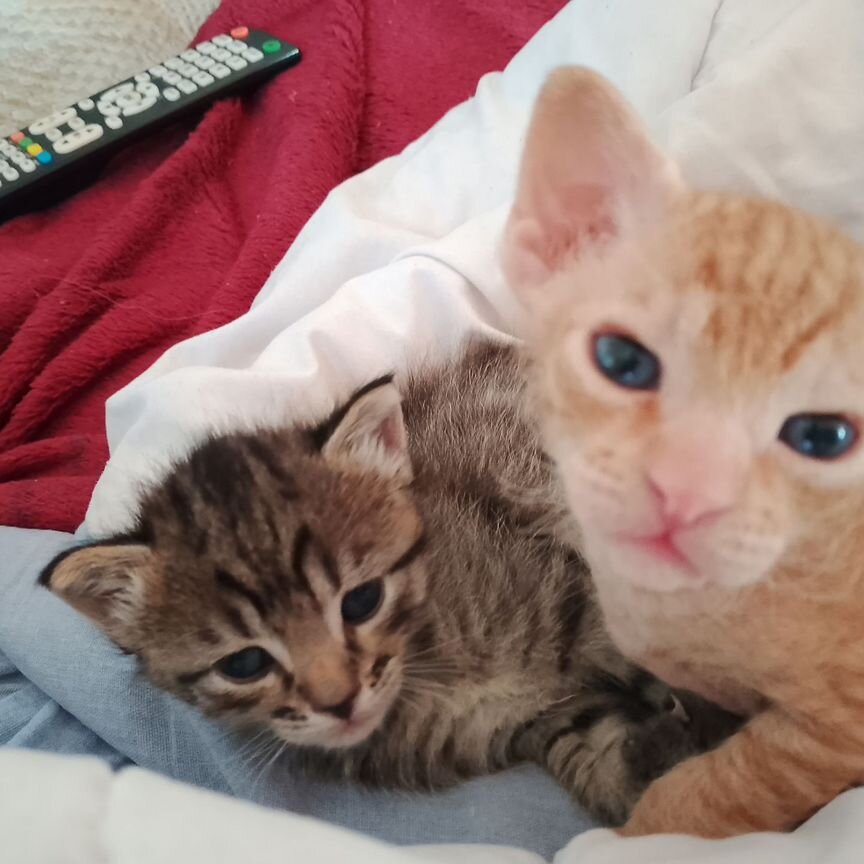 Котята сфинкс