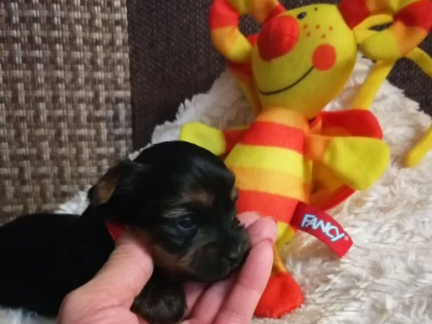 Йоркширский терьер мини щенки