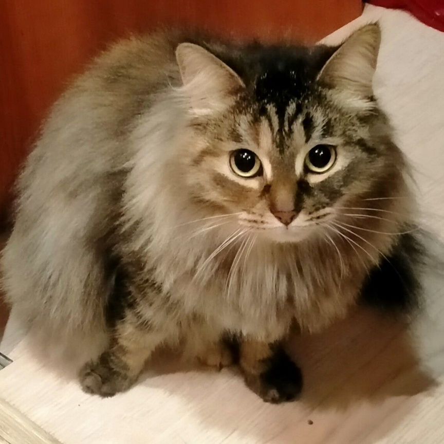 Кошечка