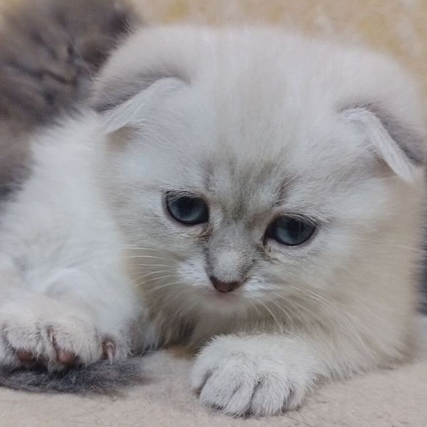 Шотландский вислоухий длинношёрстный котёнок
