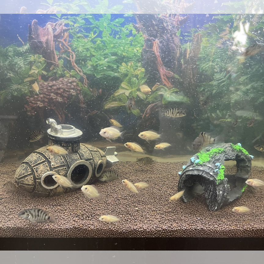 Чернополоски и Фламинго