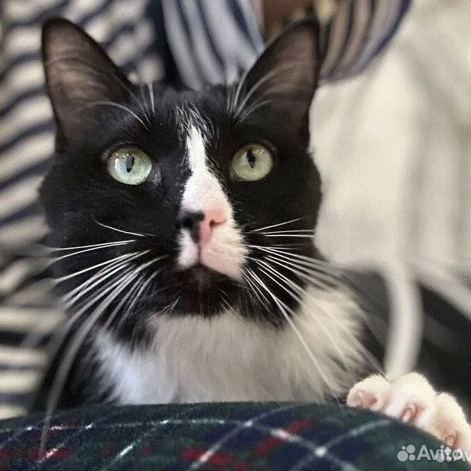 Очень ласковая ручная Бонечка ищет передержку дом