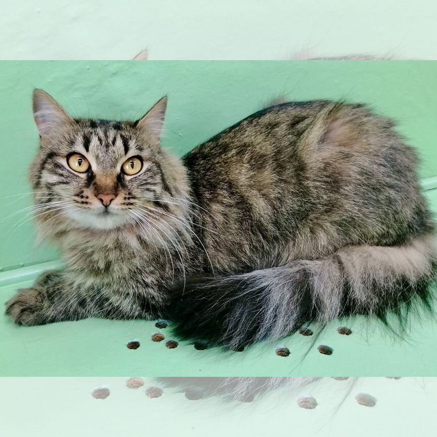 Сибирская, взрослая кошка