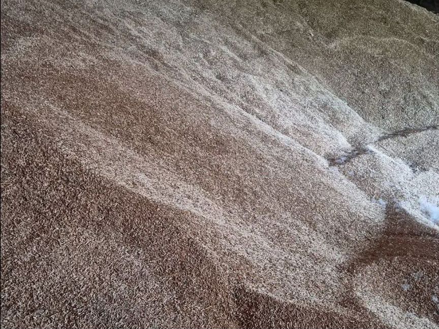 Сахарная свёкла, Кормовой овёс корма