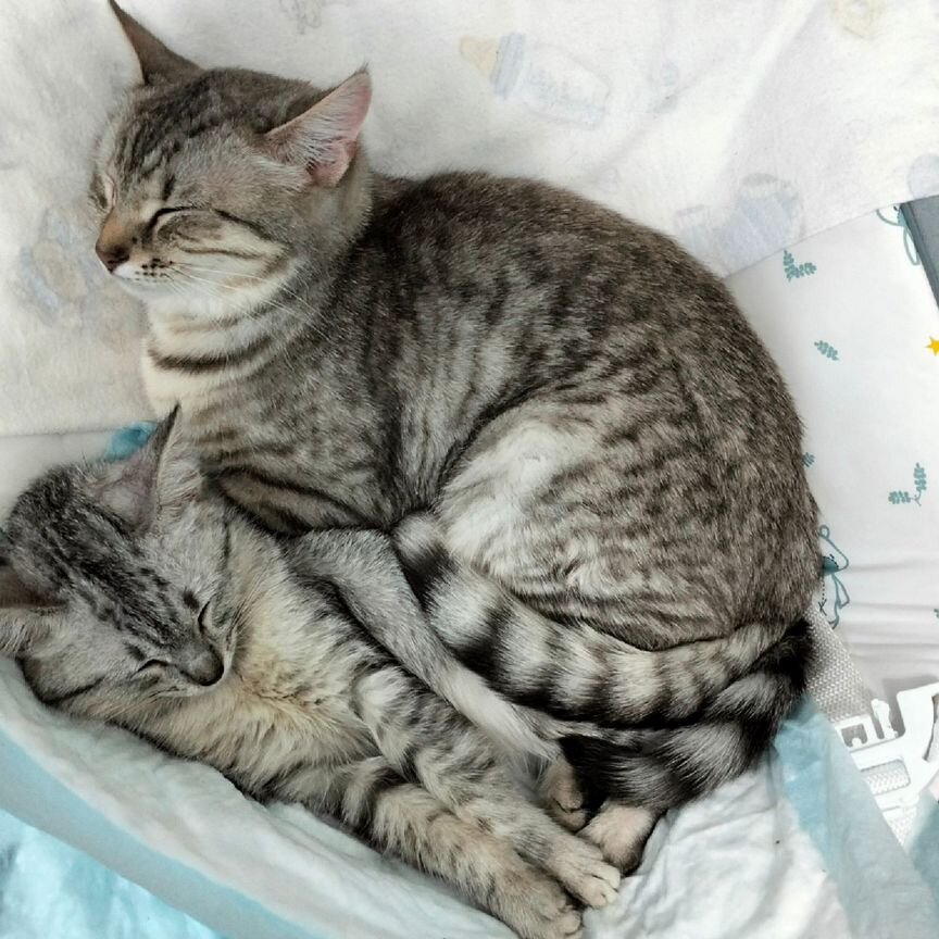 Котята, 10 и 8 месяцев, девочки