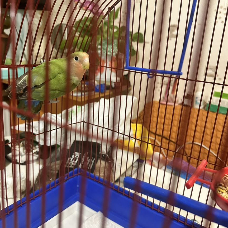 Попугай неразлучники с клеткой