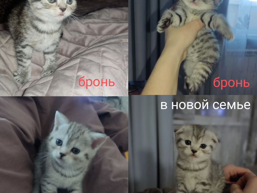 Шотландские котята