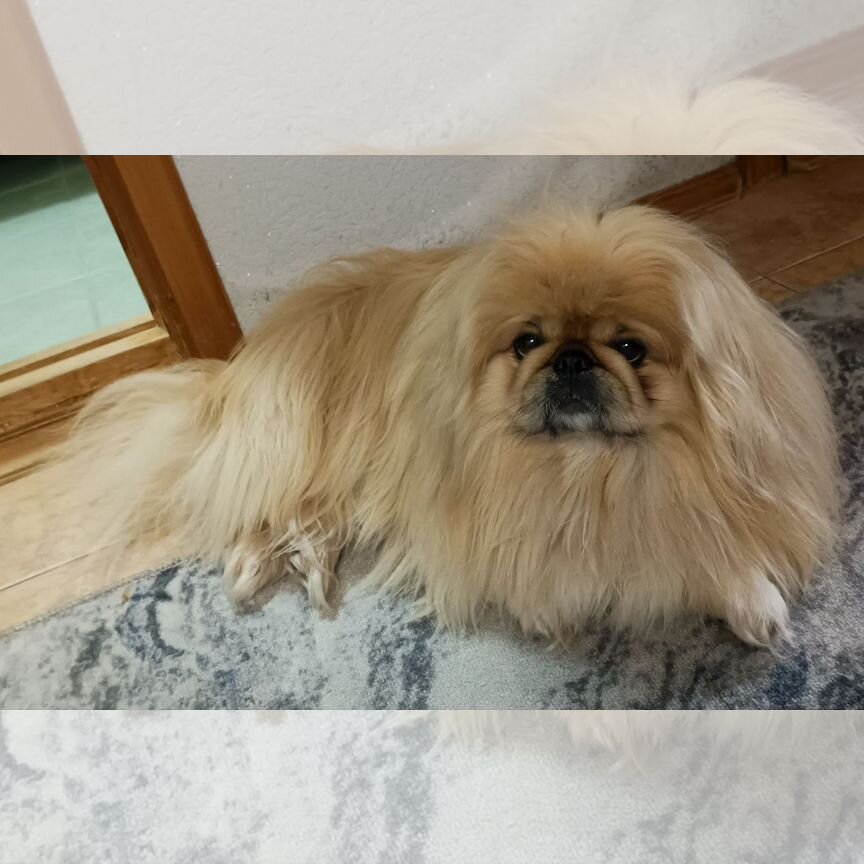 Собака в добрые руки "Королевский пекинес"