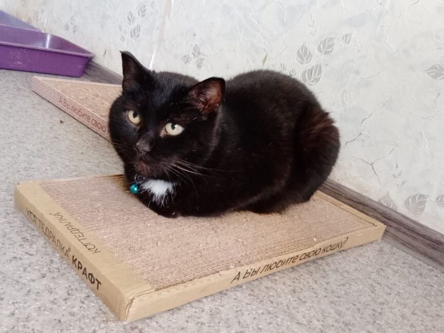 Котики бесплатно в добрые руки