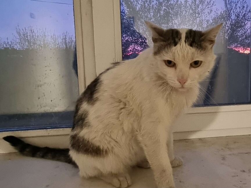Котик