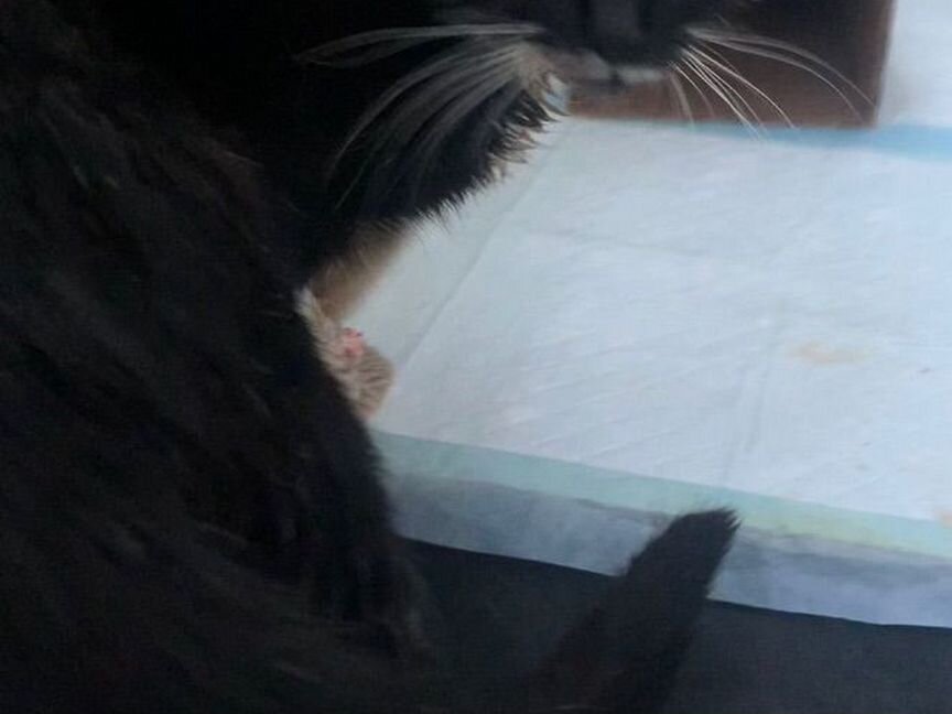 Кот