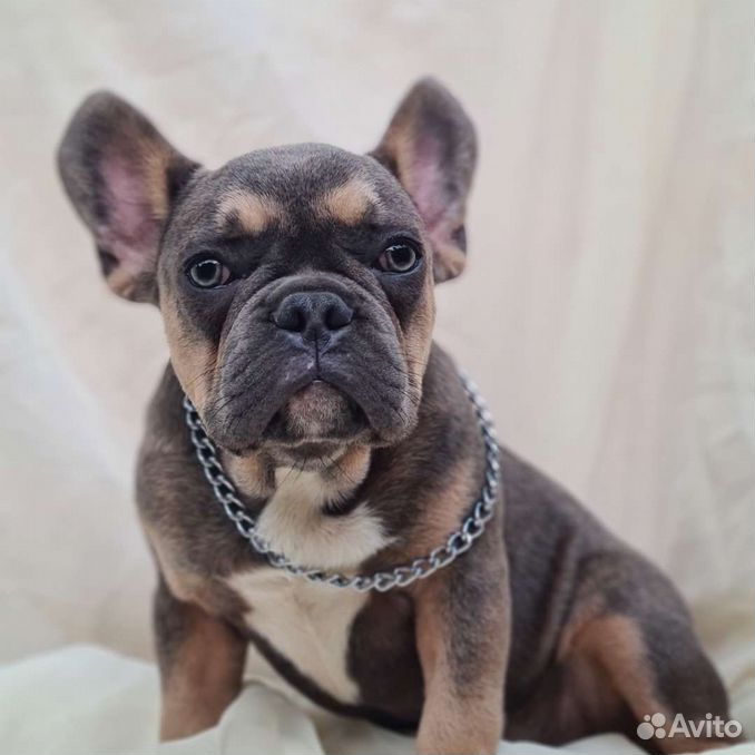 Blue and TAN Frenchie Французский бульдог Mini