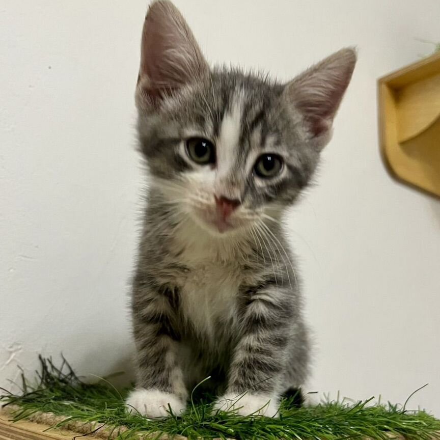 Котята