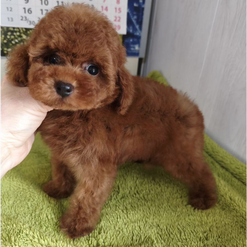 Той-пудель, щенок