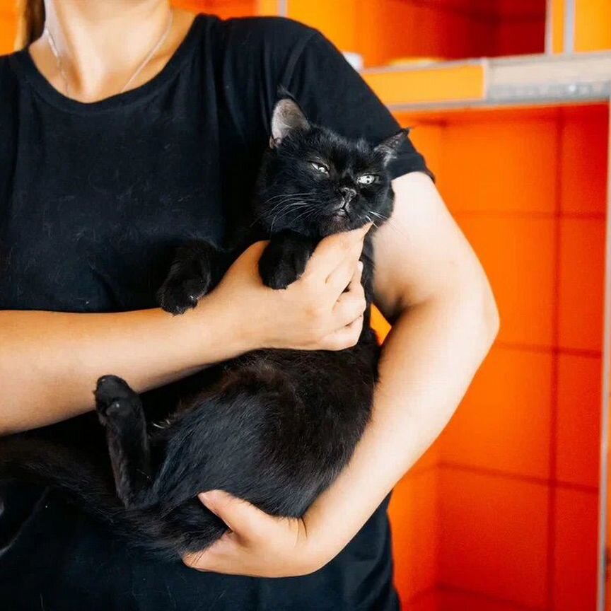 Ласковый котик из приюта бесплатно в добрые руки