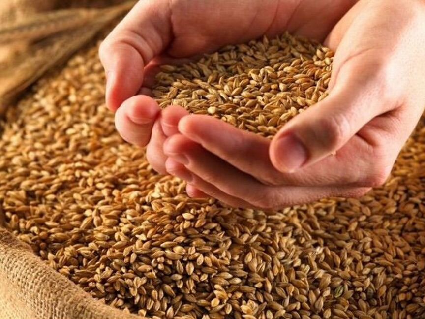 Зерно пшеница в мешках