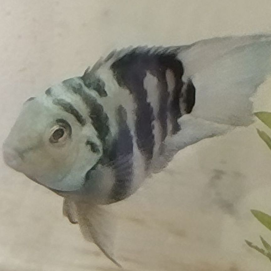 Цихлозома черноволосая