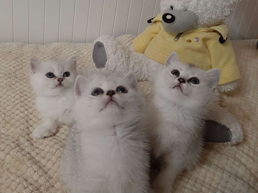 Британские серебристые котята